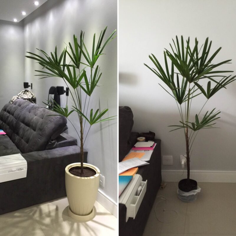 Plantas que gostam de sombra: Conheça 10 lindas opções para decorar